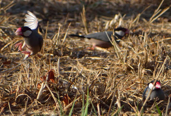 Java Sparrow | Project Noah