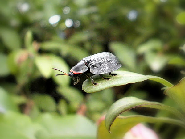Tortoise Beetle. | Project Noah
