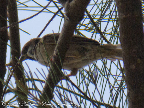 Tree Sparrow | Project Noah