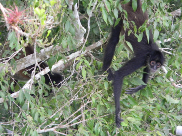 mono araña de Geoffroy - Geoffroy's spider monkey | Project Noah