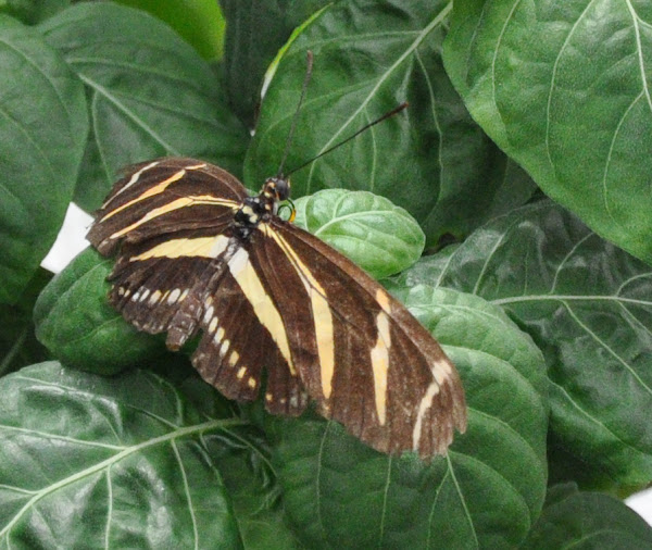 Zebra Longwing Butterfly | Project Noah