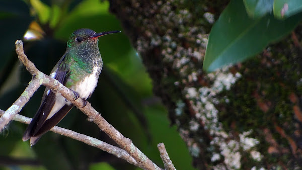 Glittering-throated Emerald | Project Noah