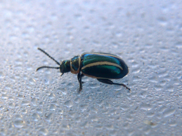 Striped beetle | Project Noah