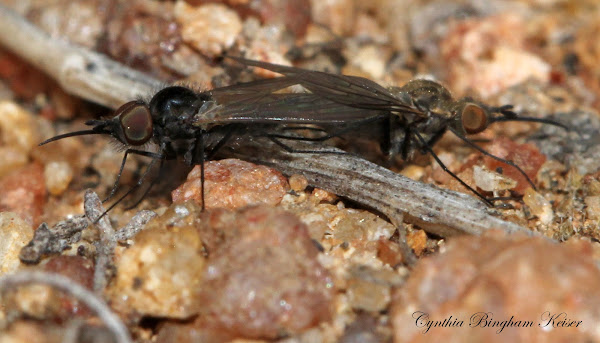 Bee Fly (mating) | Project Noah