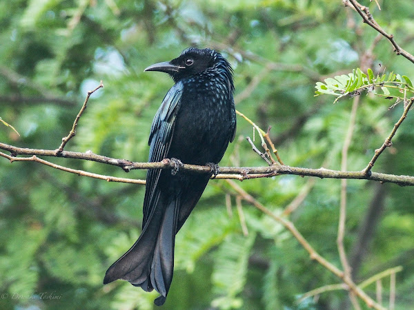 Black Drongo | Project Noah
