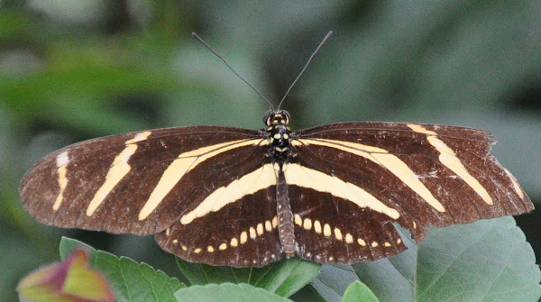Zebra Longwing Butterfly | Project Noah