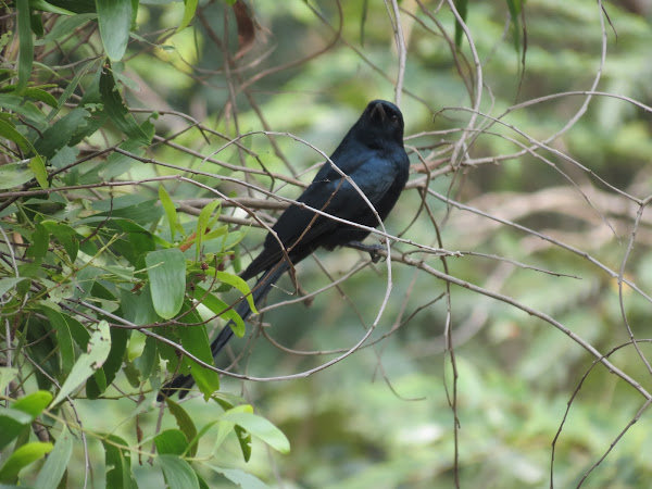 Drongo | Project Noah