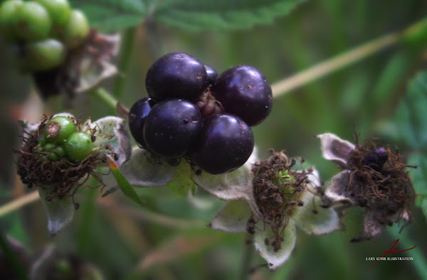 Blackberry | Project Noah