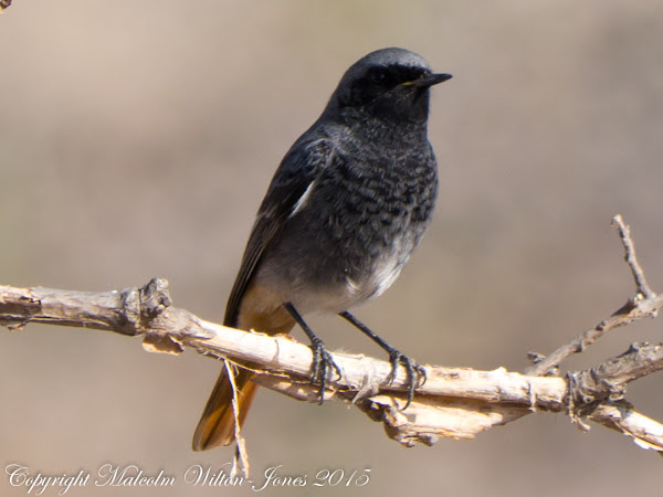 Black Redstart; Colirrojo Tizón | Project Noah