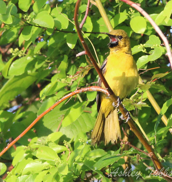 Orchard Oriole | Project Noah