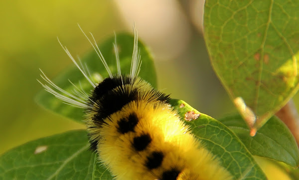 Hickory tussock moth caterpillars | Project Noah