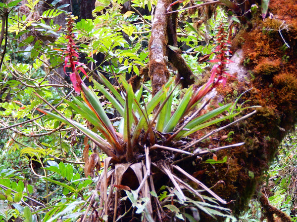 Bromeliad | Project Noah