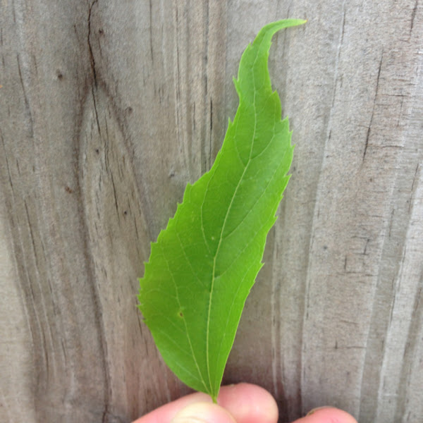 Hackberry | Project Noah