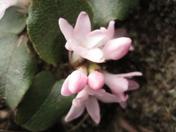 Trailing Arbutus | Project Noah