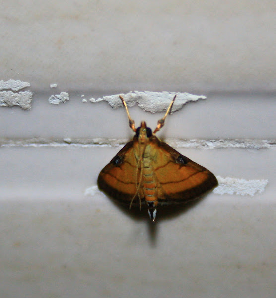 Rice Leaf Roller | Project Noah