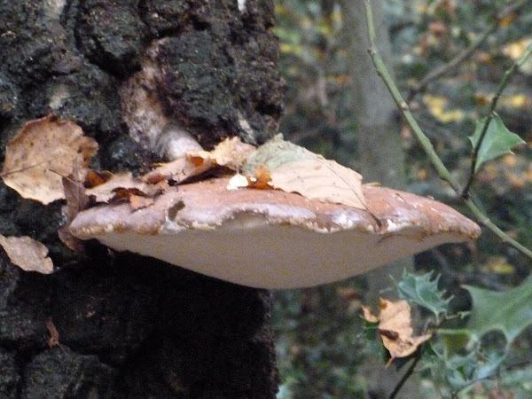 Birch polypore | Project Noah