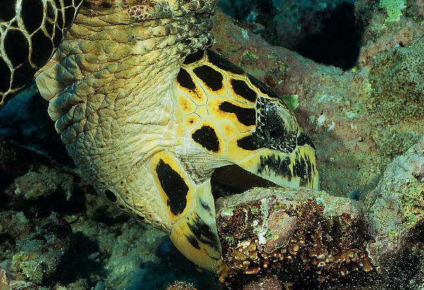Hawksbill sea turtle | Project Noah