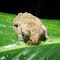 Drab Treefrog | Project Noah