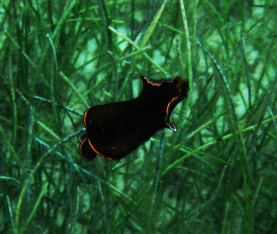 Splendid Flatworm | Project Noah