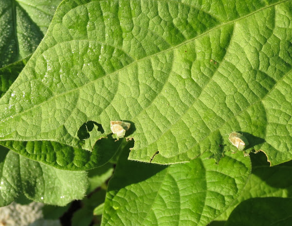 Long-Tailed Skipper Caterpillar | Project Noah