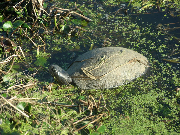 Florida Mud Turtle | Project Noah