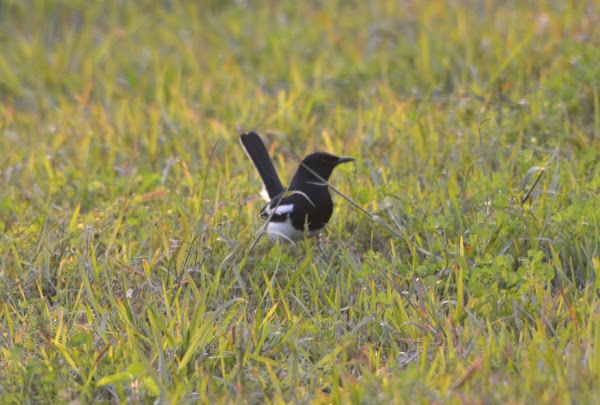 Oriental Magpie Robin | Project Noah