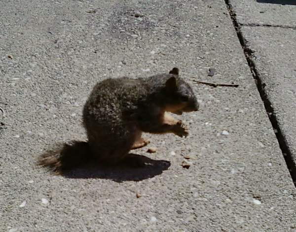 Eastern Fox Squirrel | Project Noah