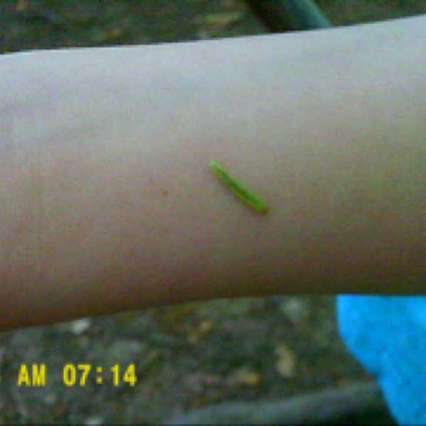 Inch Worm | Project Noah