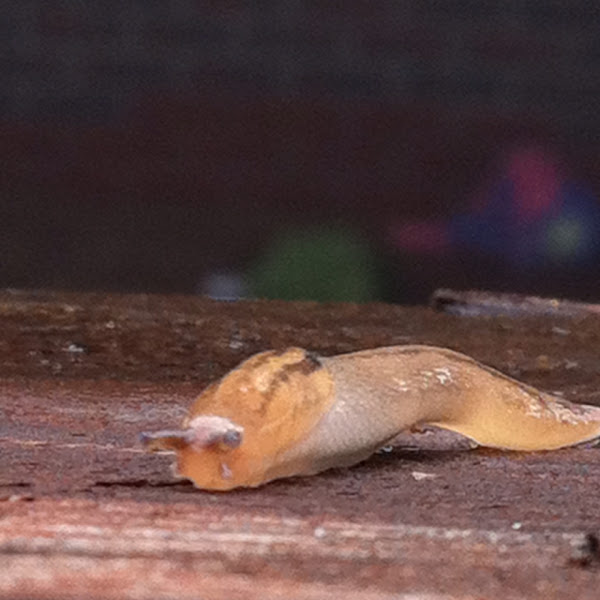 Garden Slug | Project Noah