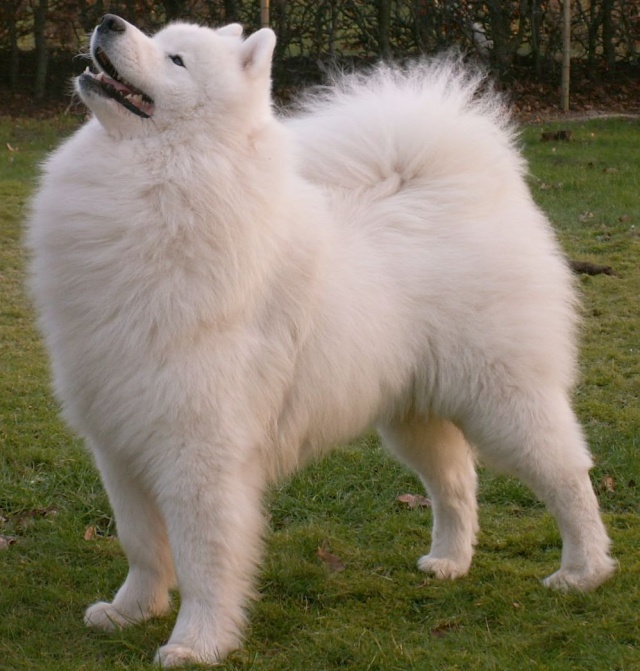 Psi: Samojed