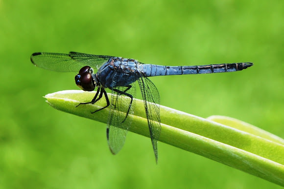 Chalky Percher dragonfly (male) | Project Noah