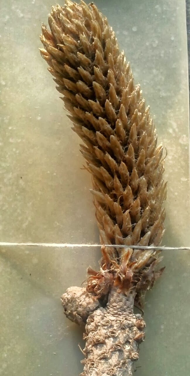 life-science-teacher-pinus-male-cones