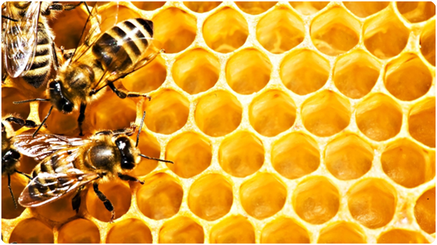 JessB -Ciencias: Estructura del panal de abejas