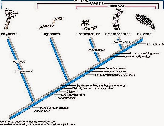 ANNELIDA -CHARACTERS AND CLASSIFICATION | BIOZOOM
