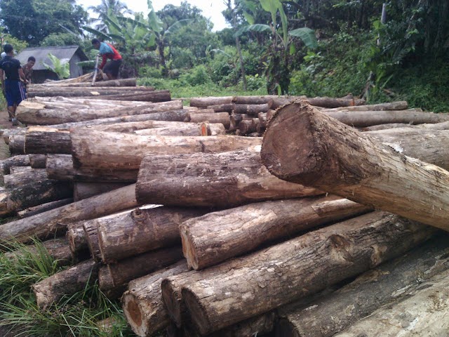 kayu jati jawa barat: Kayu jati jawa barat
