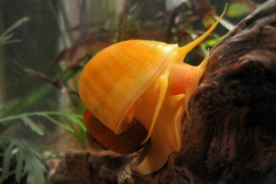 Alizul: 10 AMAZING GOLD-COLOURED ANIMALS