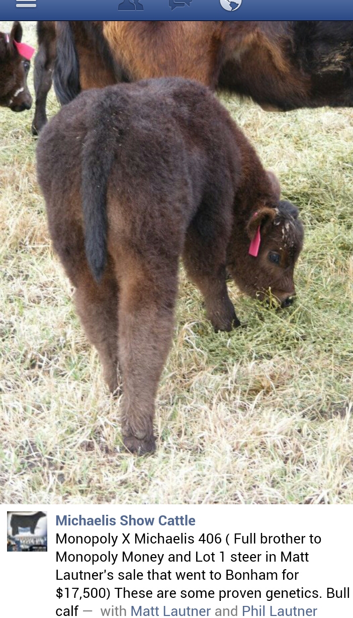 Lautner Farms: From Michaelis Show Cattle - Monopoly Bull Calf