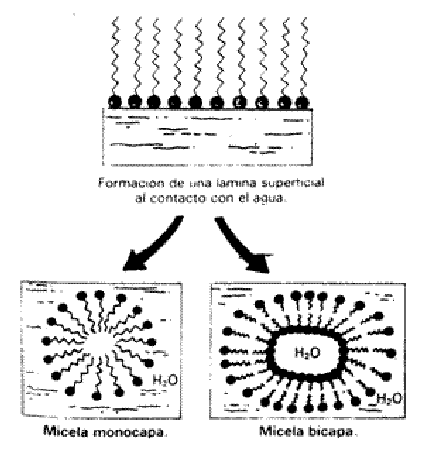 CARÁCTER ANFIPÁTICO DE LOS LÍPIDOS. LÍPIDOS DE MEMBRANA.