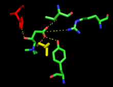 Carnitine palmitoyl transferase I - BIOCHEMISTRY AND MOLECULAR BIOLOGY ONLY