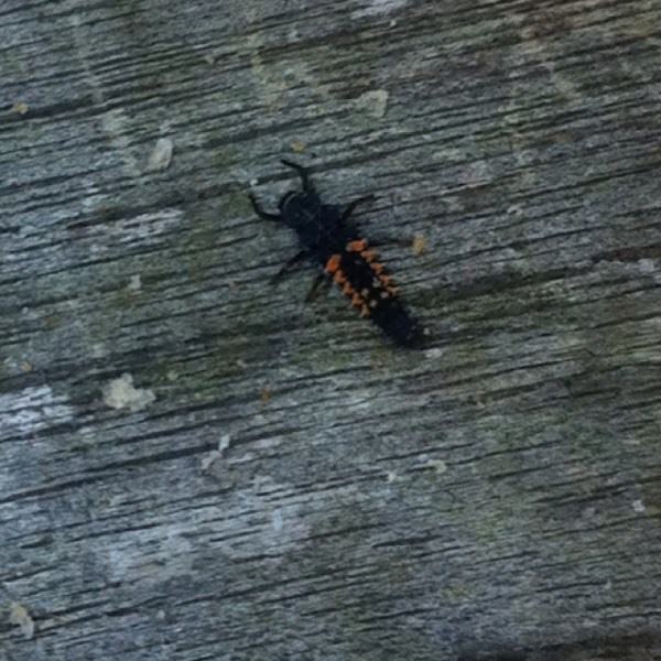Multicolored Asian Lady Beetle larva | Project Noah