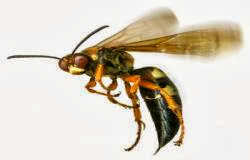 Education: Wasp දෙබරා