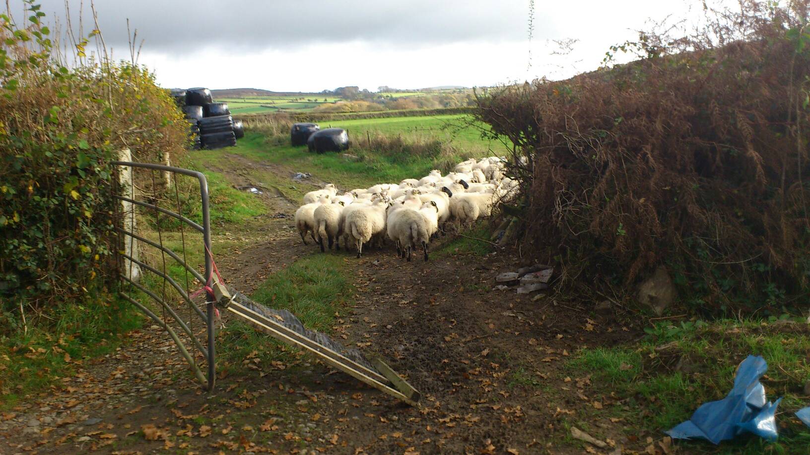 On PC: Photo Gallery: How to heard sheep on a motorbike