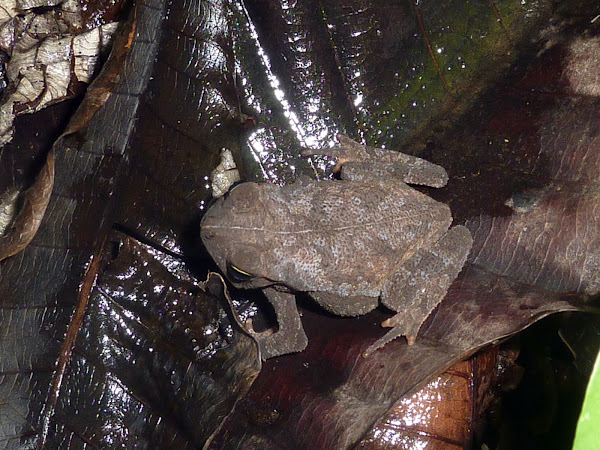 Rana de las hojas. | Project Noah