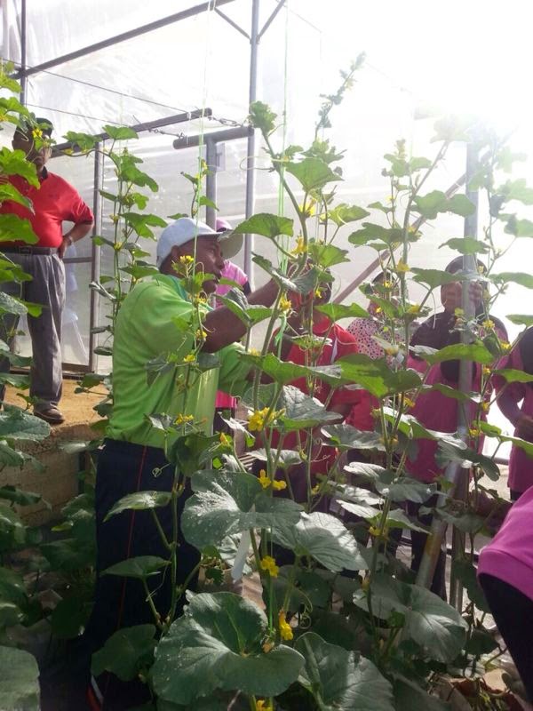 Program Pertanian Bandar (Urban Farming)