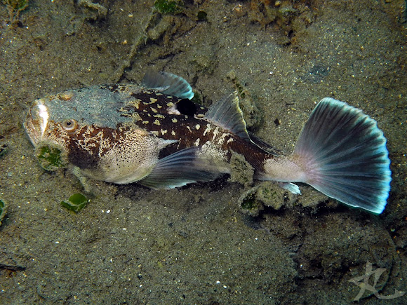 Whitemargin Stargazer | Project Noah