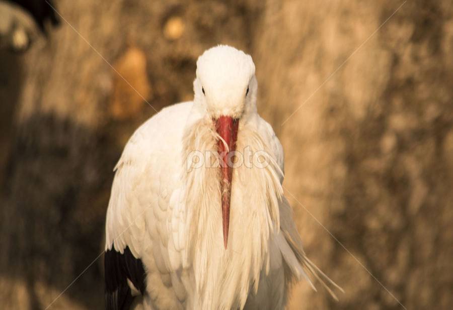 Stork Face