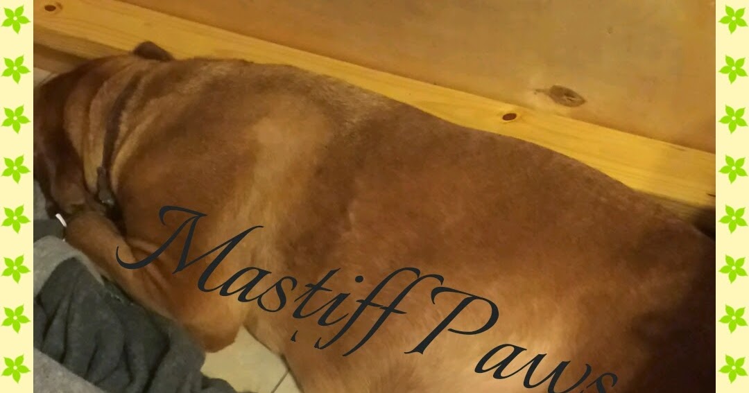 Mastiff Paws: Puppies