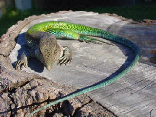 Rocs Reps: Green Ameiva Care