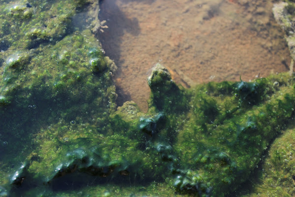 Microbial Mat | Project Noah