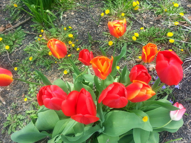 Sing for America: Spring!!!!